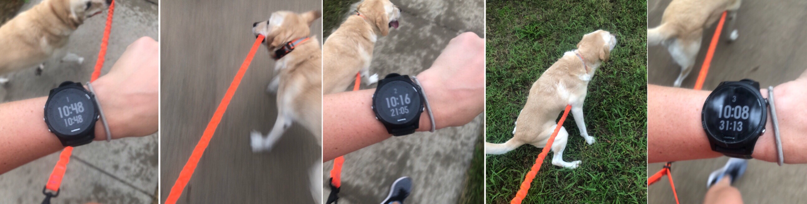 virtual run | Scooby-Doo Doo Good 5K – livinglovingrunner