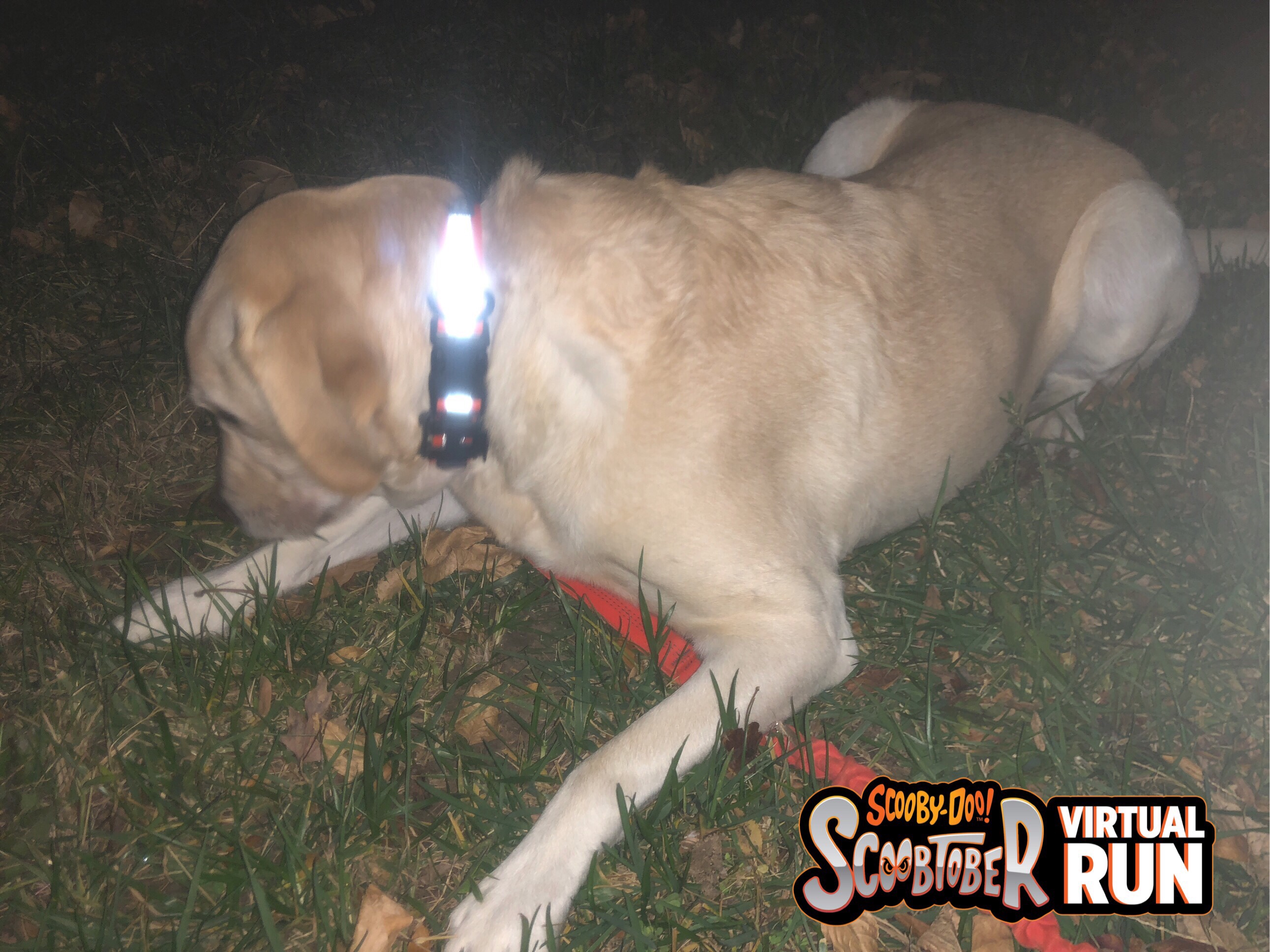 virtual run | Scooby-Doo Scoobtober 5K/10K – livinglovingrunner